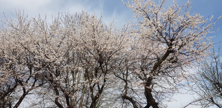 Bhurban | A Beautiful Town Surrounded by Nature in Murree