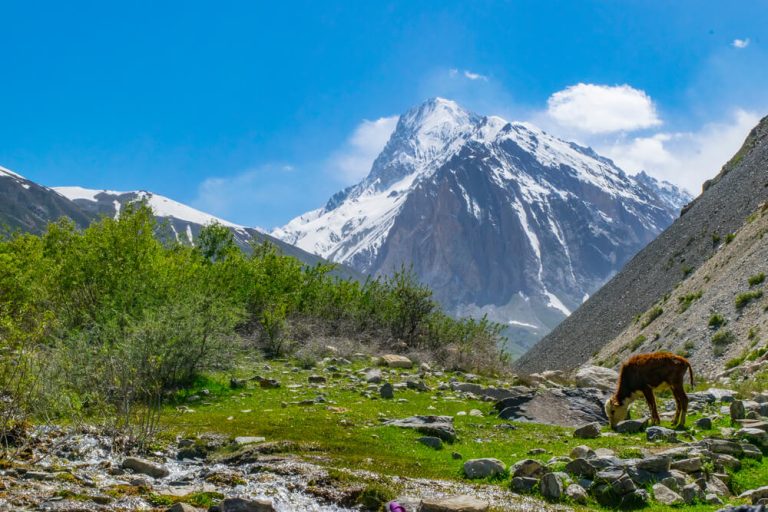 Tirich Mir | Hight of Tirich Mir Peak, Chitral