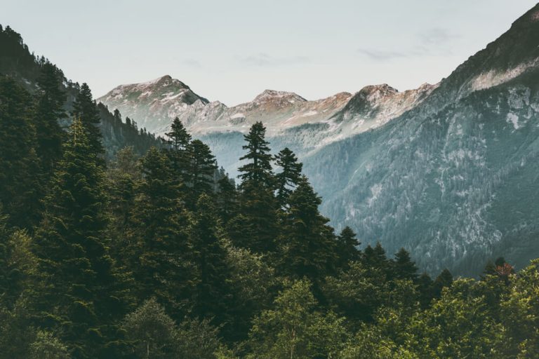 Forests in Pakistan | Type and Importance of Forest