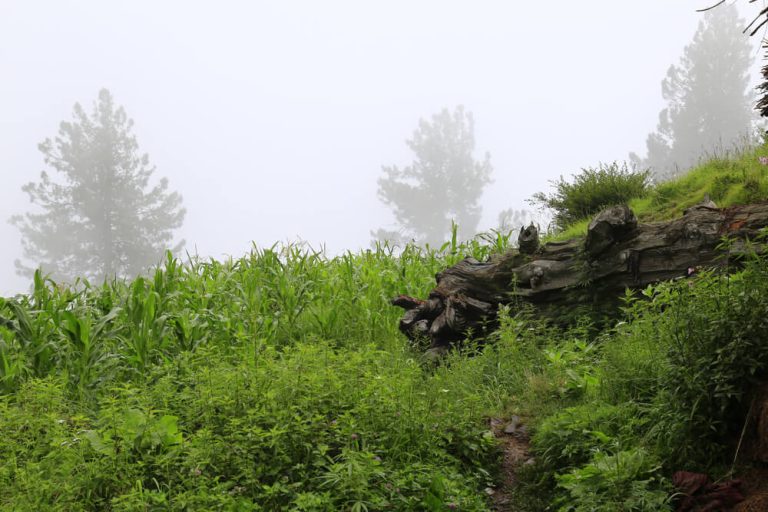 Places to Visit In Mansehra | Best Adventurous Things to do